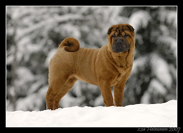 Shar-Pei Breeders Kennel Dragon de Koshi Puppies Quality Show Shar-Peis ...