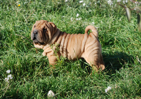 Criadores Shar-Pei Dragon de Koshi Cachorros Calidad Show Shar-Peis ...