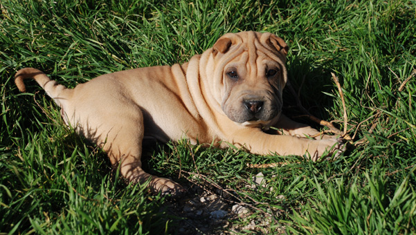 Criadores Shar-Pei Dragon de Koshi Cachorros Calidad Show Shar-Peis ...