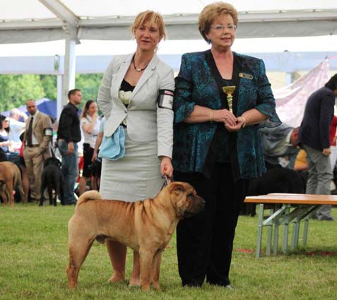 Criadores España Shar-Pei Dragon Koshi Cachorros Calidad Show Shar-Peis ...